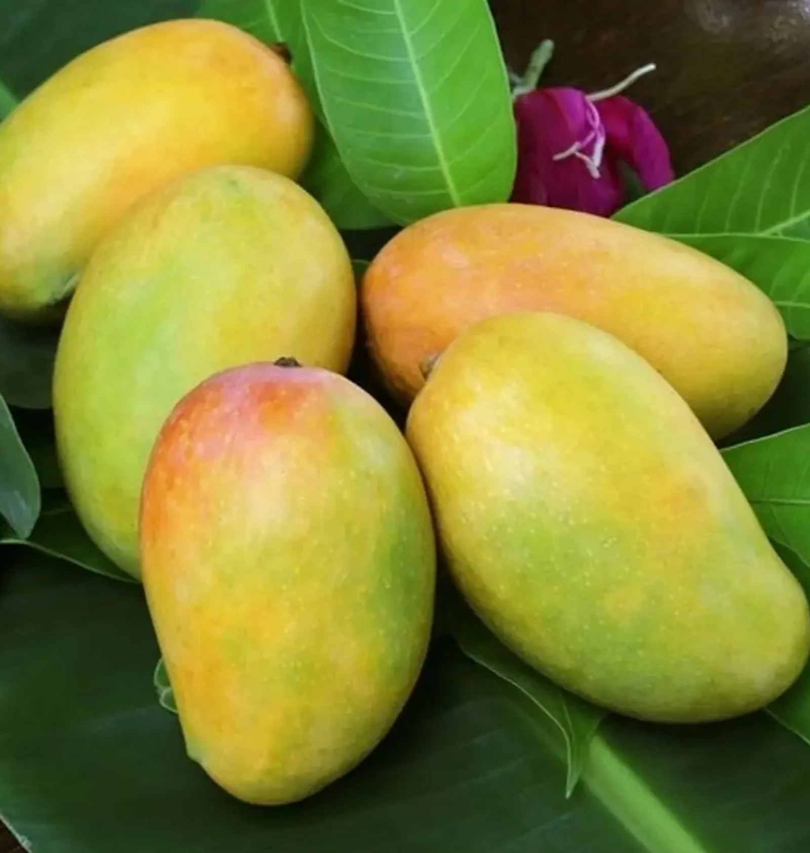 Farm Fresh Mango Exporter in India | Organic Fresh Mango Supplier in ...